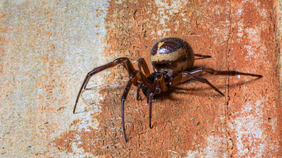 Edle Kugelspinne verbreitet sich rasend: Ein Biss kann bis zur ...