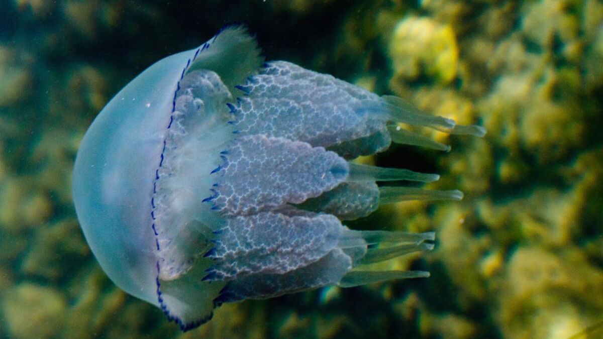 Turritopsis dohrnii: Das Wesen mit Genen für die Unsterblichkeit