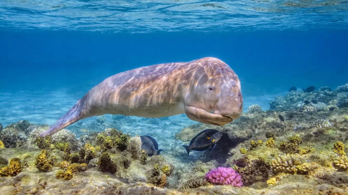 Das Ende der chinesischen Seekuh: Dugongs sind scheinbar ausgestorben