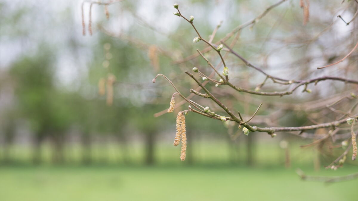 Weniger Schneetage: Diese Auswirkungen hat der milde Winter auf Mensch ...