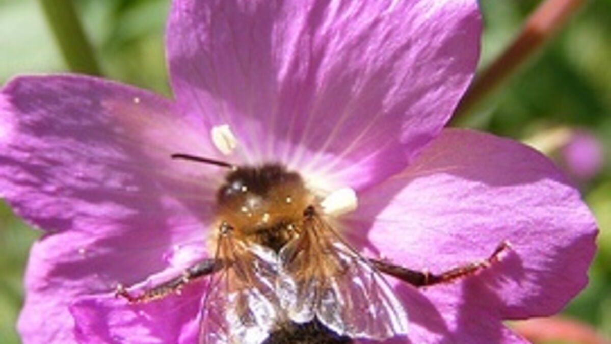 La disparition des abeilles est toujours préoccupante