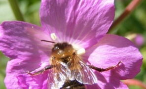 Ces 18 animaux méconnus à l'aspect étonnant pourraient disparaître ...