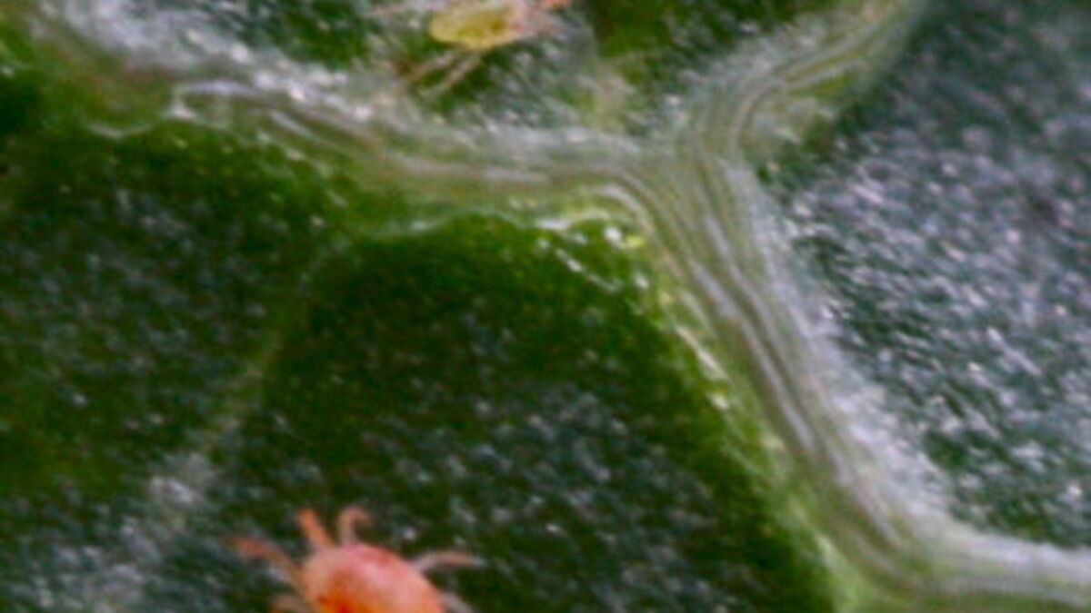 Le génome de la ravageuse "araignée rouge" décrypté