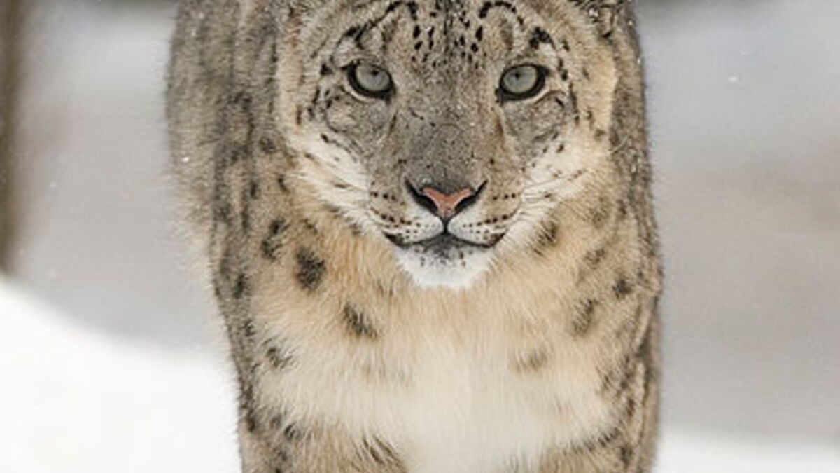 Découverte d’une population de léopards des neiges en Afghanistan