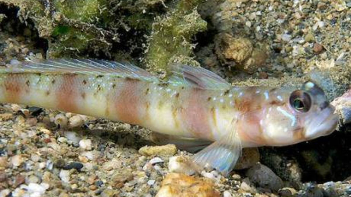 Le gobie barbu : un poisson ultra résistant