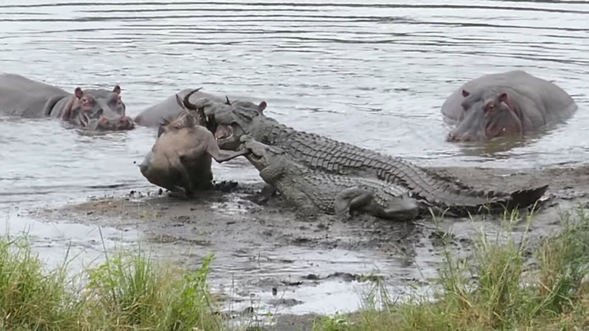 Des hippopotames "viennent à la rescousse" d'un gnou attaqué par des crocodiles (VIDÉO)