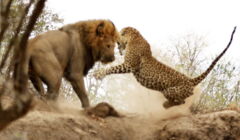 Attaqué par des lions, un buffle réussit une miraculeuse évasion