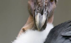 Harpie féroce : l'un des plus grands et plus puissants rapaces au monde