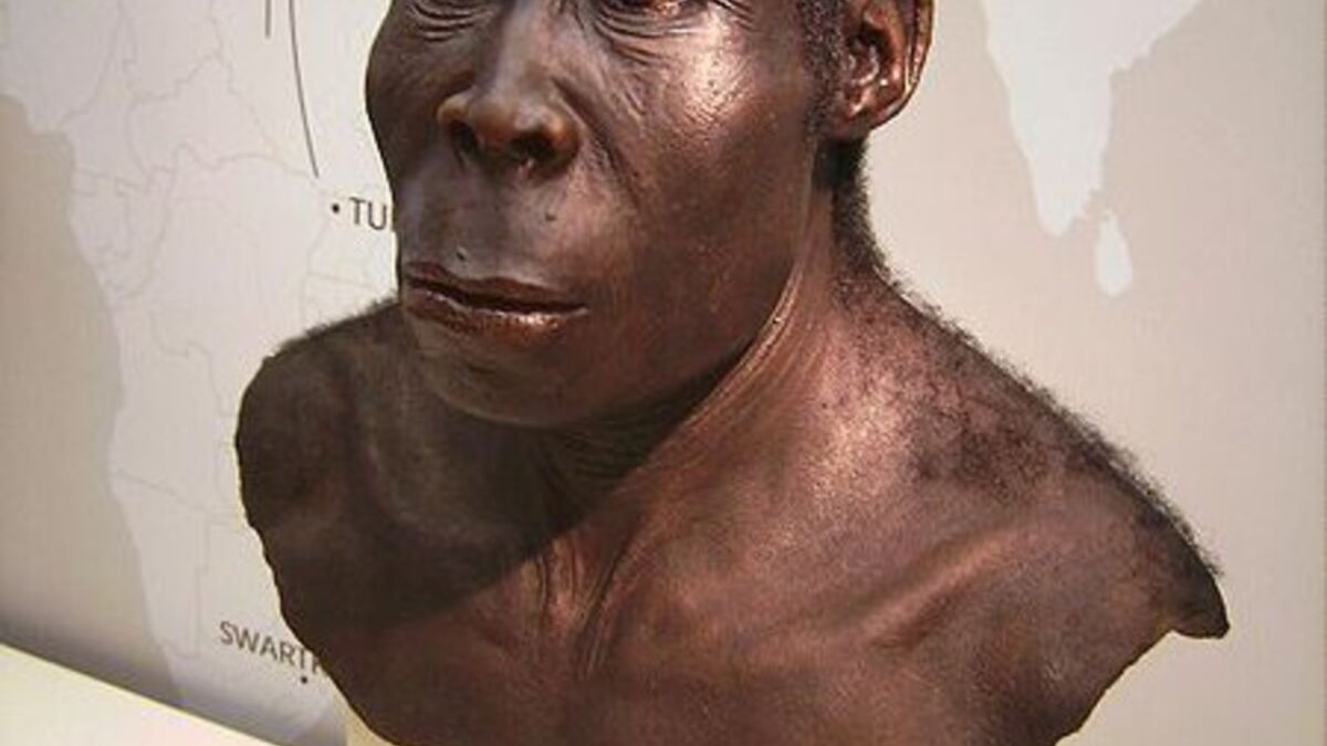 L’Homo erectus cuisait ses aliments