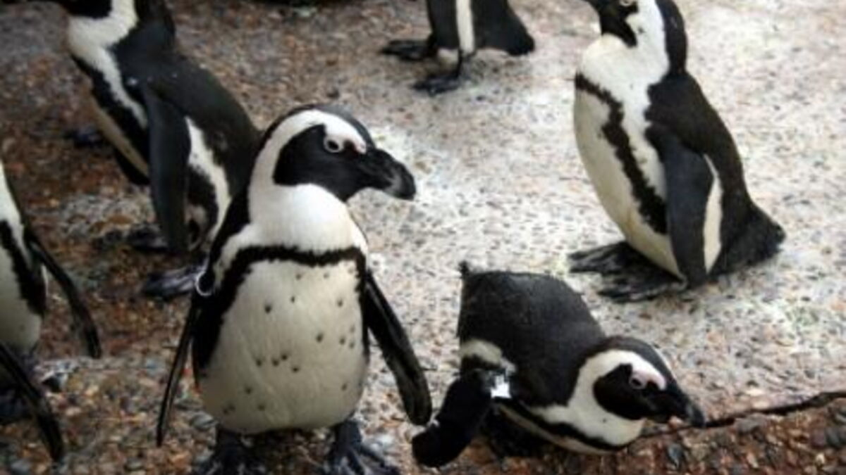 Des pingouins bioniques capables de nager ou voler en toute autonomie ...
