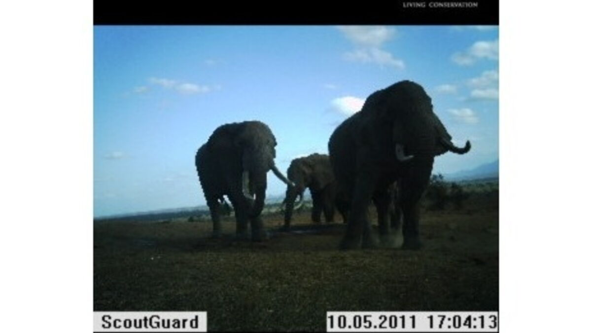 Instant Wild : une application iPhone pour observer les espèces menacées