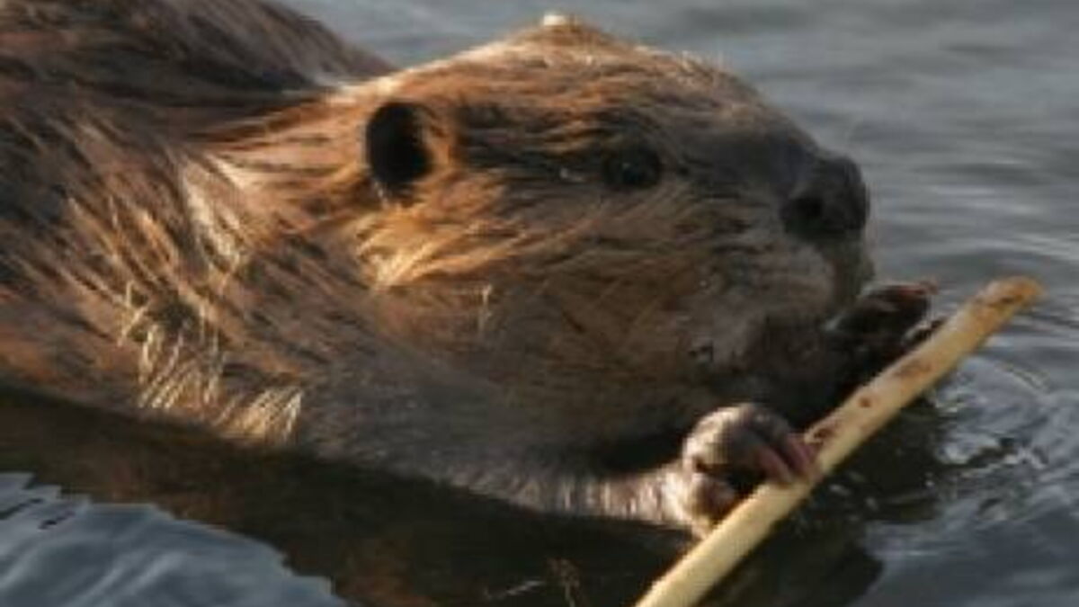La réintroduction du castor favorise les chauves-souris insectivores