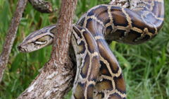 Le python de Seba, un serpent redoutable et mauvais compagnon