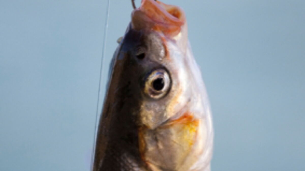 Un hameçon vieux de plus de 16.000 ans découvert au Timor Oriental