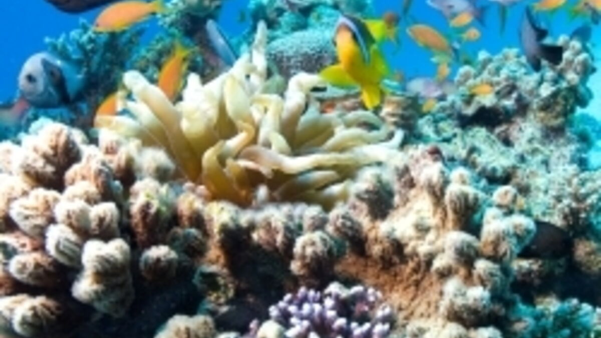 Australie : la mer de corail bientôt sanctuarisée