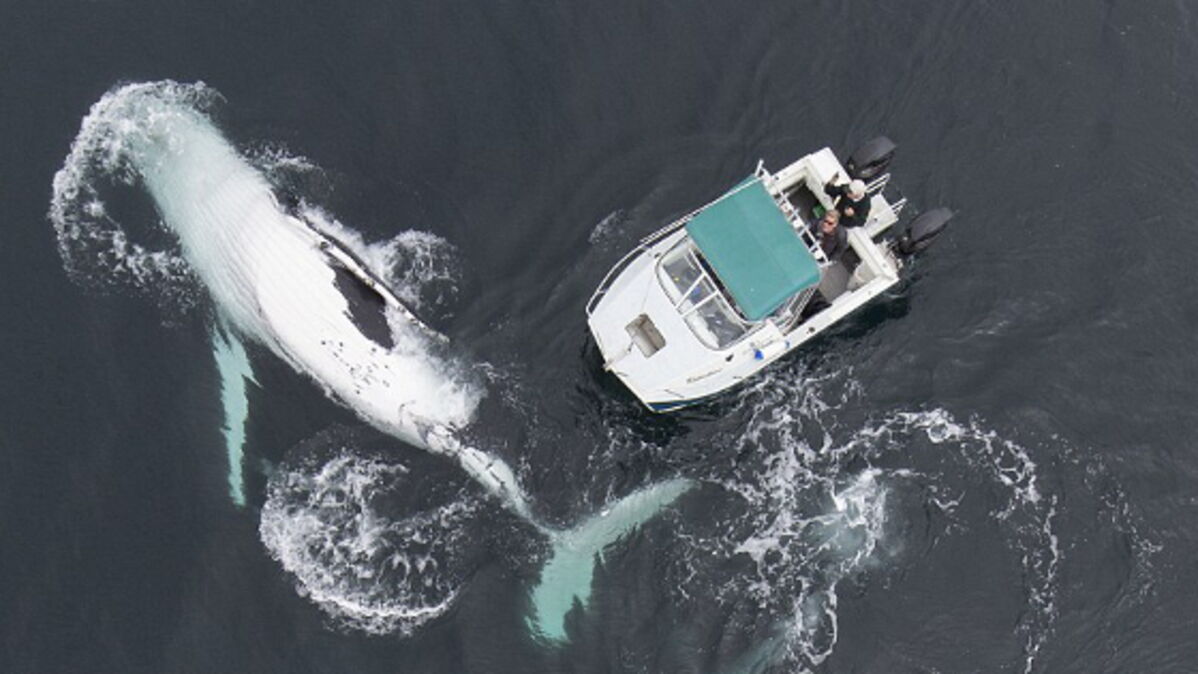 Un photographe filme une incroyable rencontre rapprochée avec deux ...