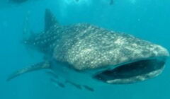 Pourquoi les œufs de requin ont une forme aussi étonnante