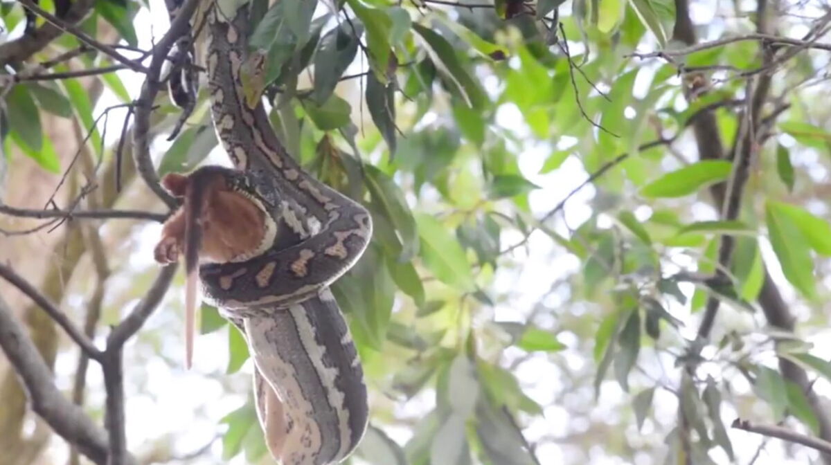 Un python surpris à engloutir un possum en Australie