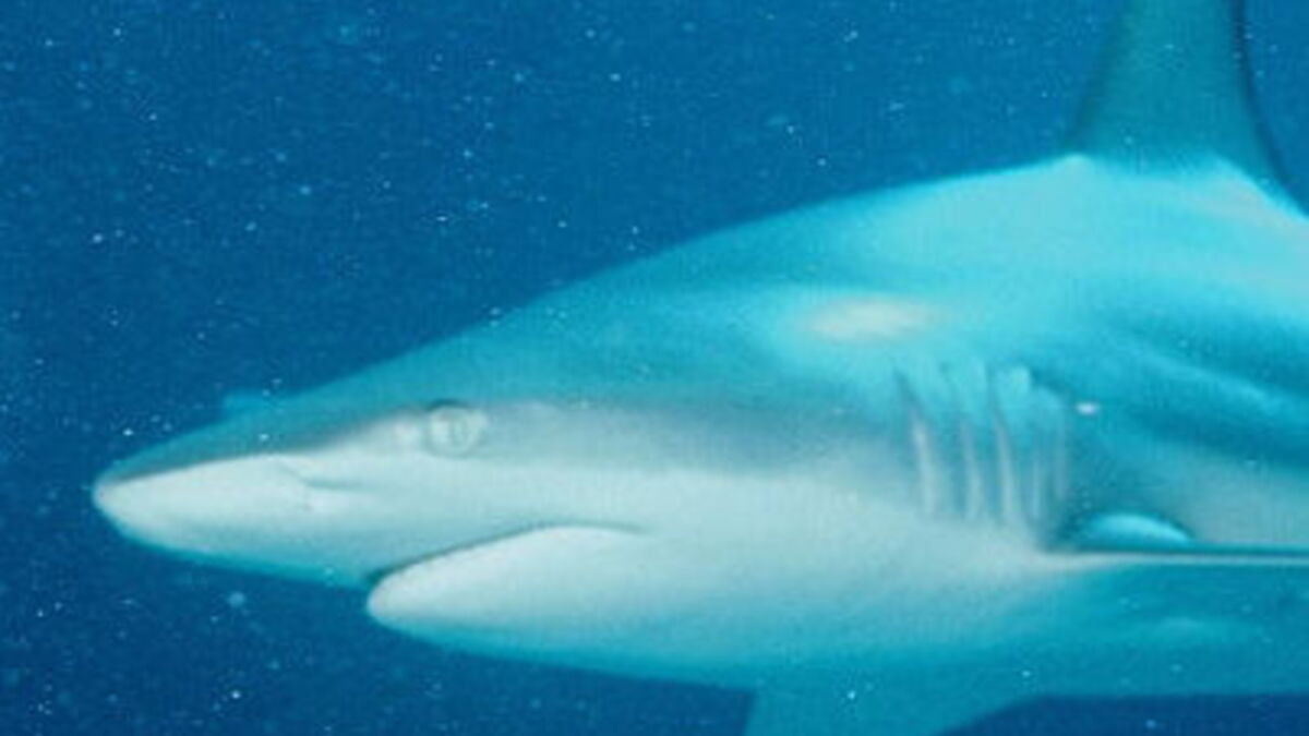 Des requins hybrides découverts au large de l'Australie