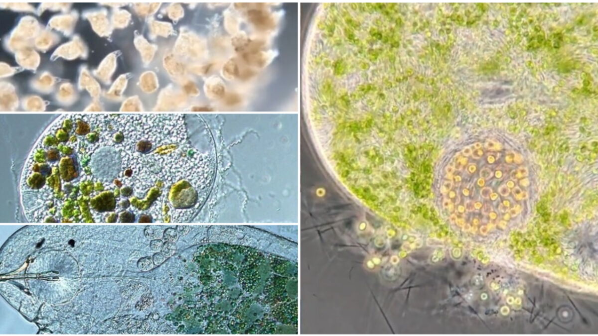 La beauté du monde microscopique sous la loupe des scientifiques (Vidéo)