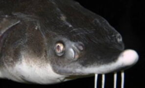 Comment respirent les poissons sous et hors de l'eau