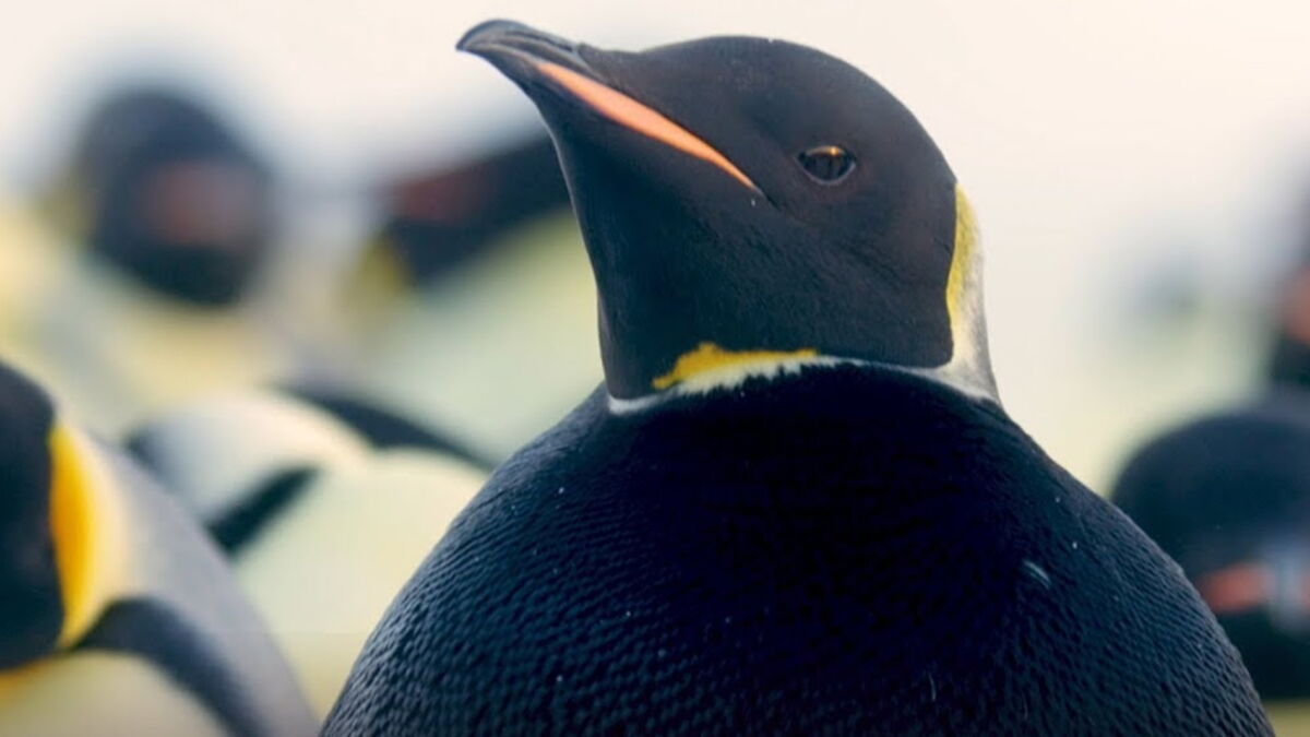 Un manchot empereur entièrement noir a été filmé en Antarctique