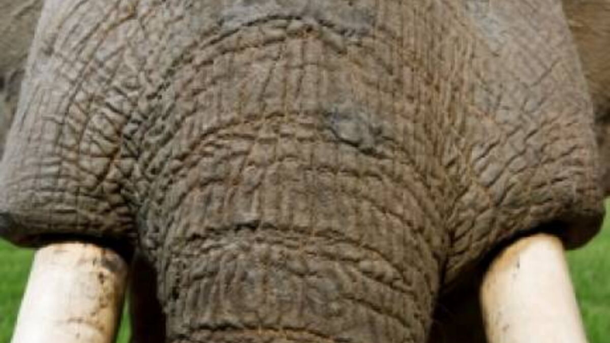 Eléphants : les Maliens se mobilisent pour protéger leurs derniers ...