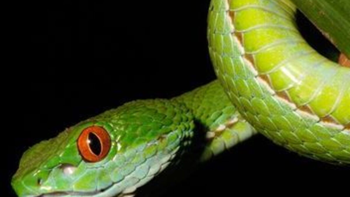 Une nouvelle espèce de crotale découverte en Asie