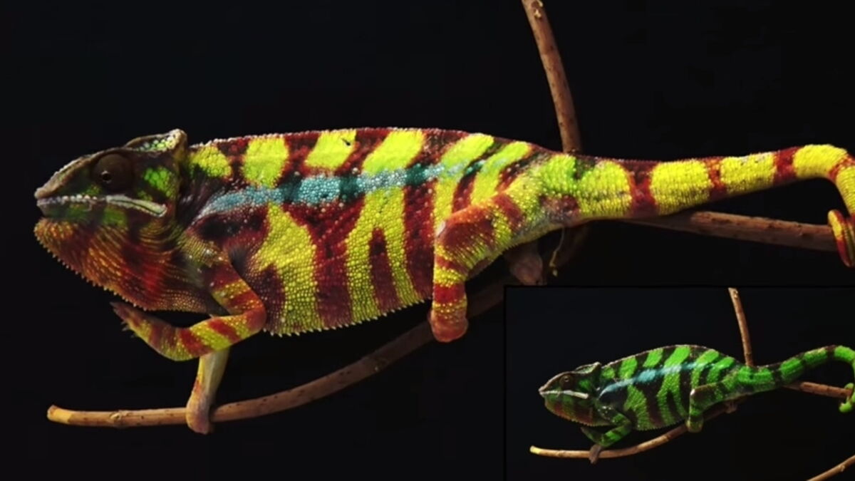 Comment le caméléon change-t-il de couleur ? Les chercheurs ont percé ...
