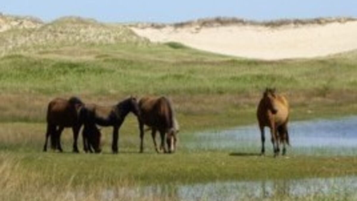 L'Ile de Sable classée parc national au Canada