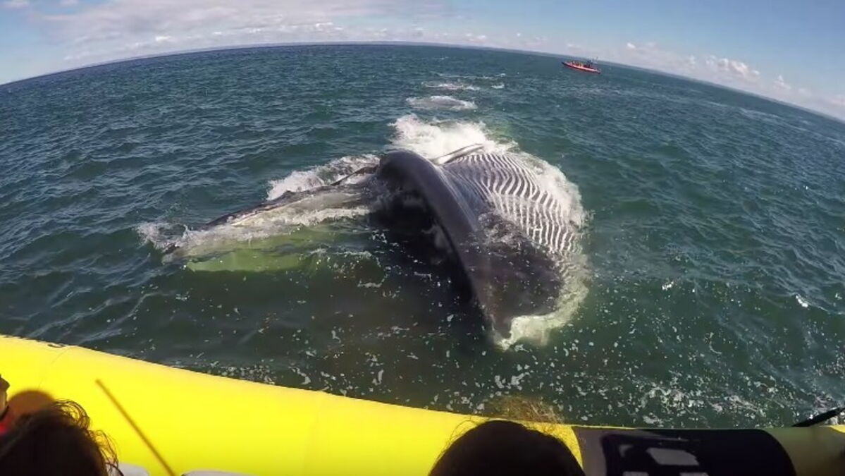 Un rorqual commun offre une apparition spectaculaire à des touristes au ...