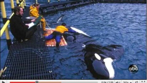 L'orque qui a tué sa dresseuse retournera-t-il dans l'océan