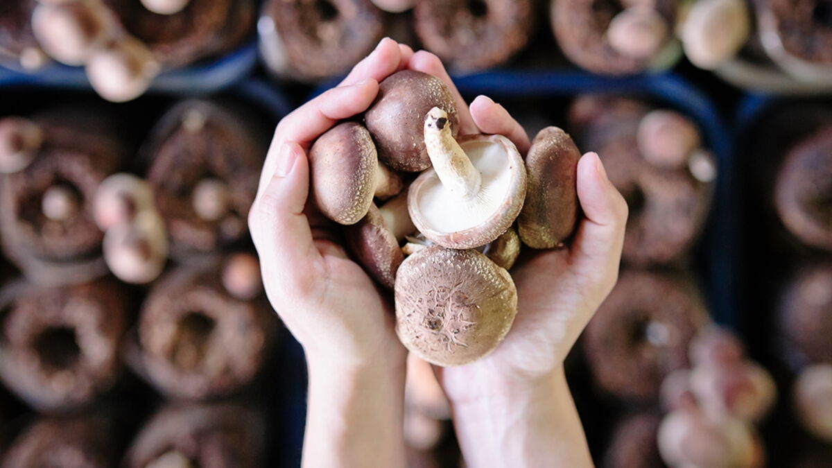 Manger des champignons protégerait le cerveau du vieillissement