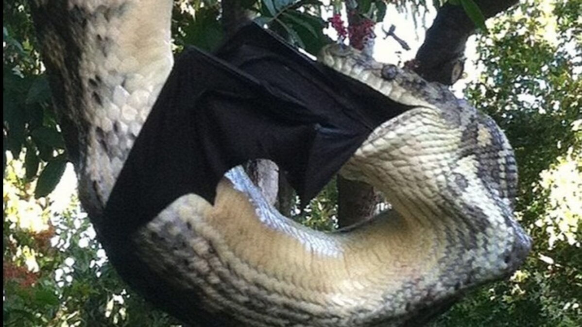 Ils ont surpris l'étrange repas d'un python géant