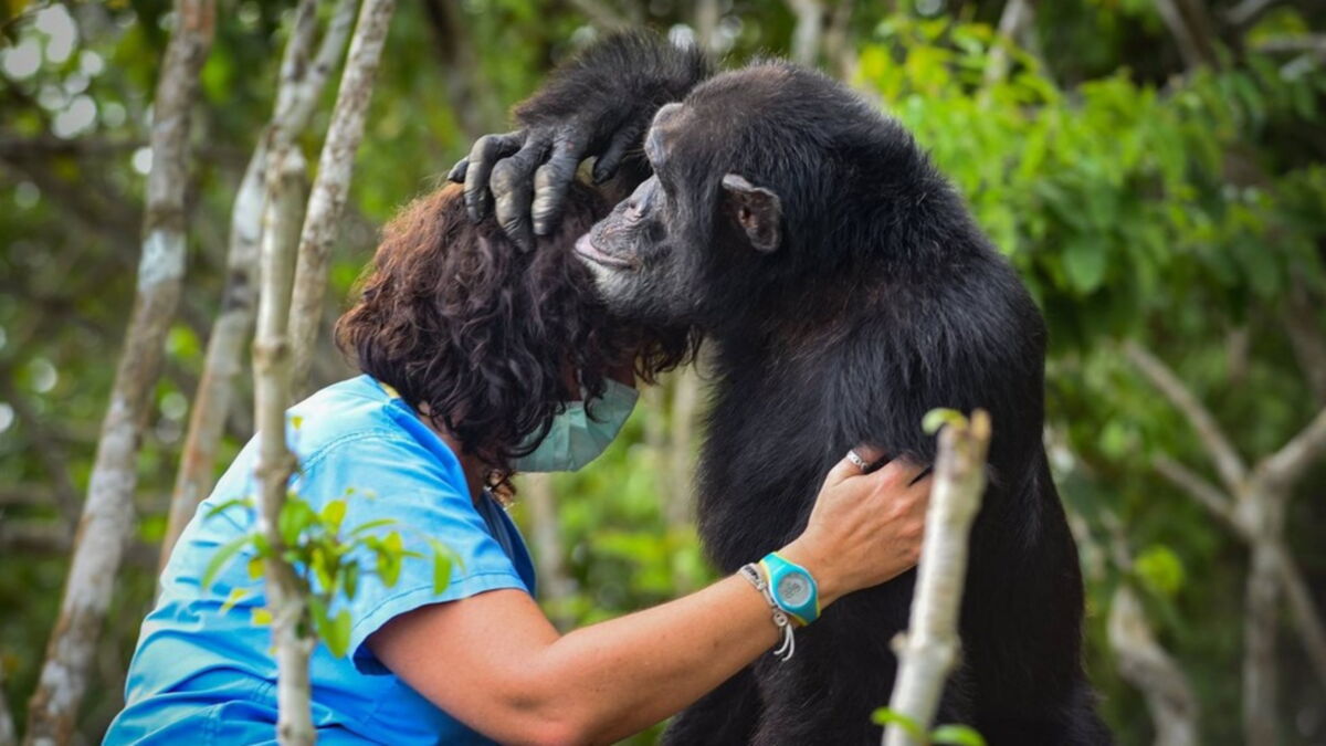 Une spécialiste vient en aide à Ponso, le chimpanzé abandonné sur une île