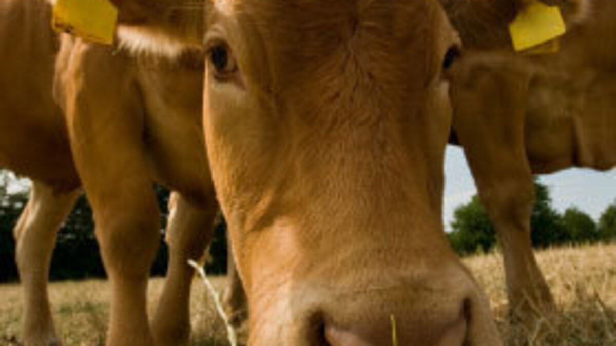 Des vaches génétiquement modifiées pour produire du lait maternel