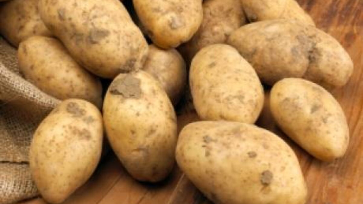 OGM : le Luxembourg interdit la pomme de terre Amflora