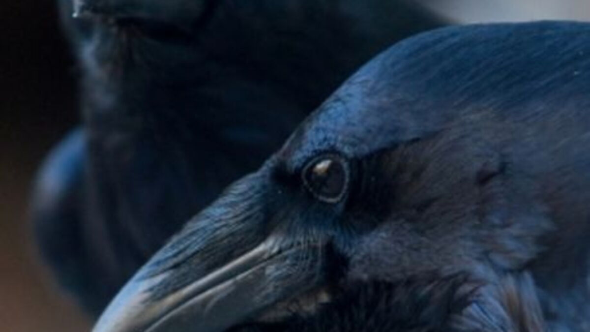 Le corbeau utilise son bec pour désigner des objets