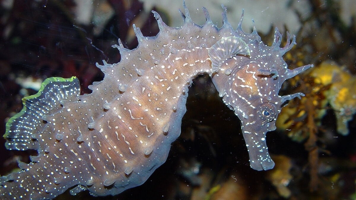 Assistez à l'étonnant accouchement d'un hippocampe