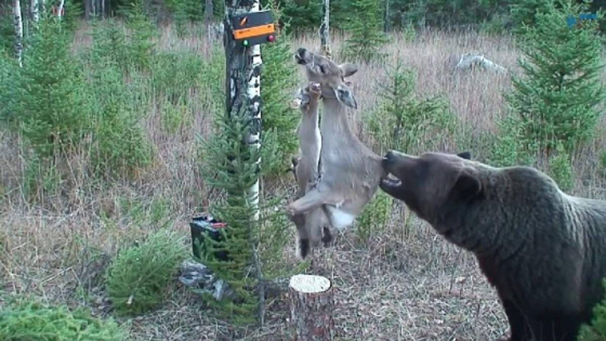 L'extraordinaire réaction d'un ours face à une expérience scientifique