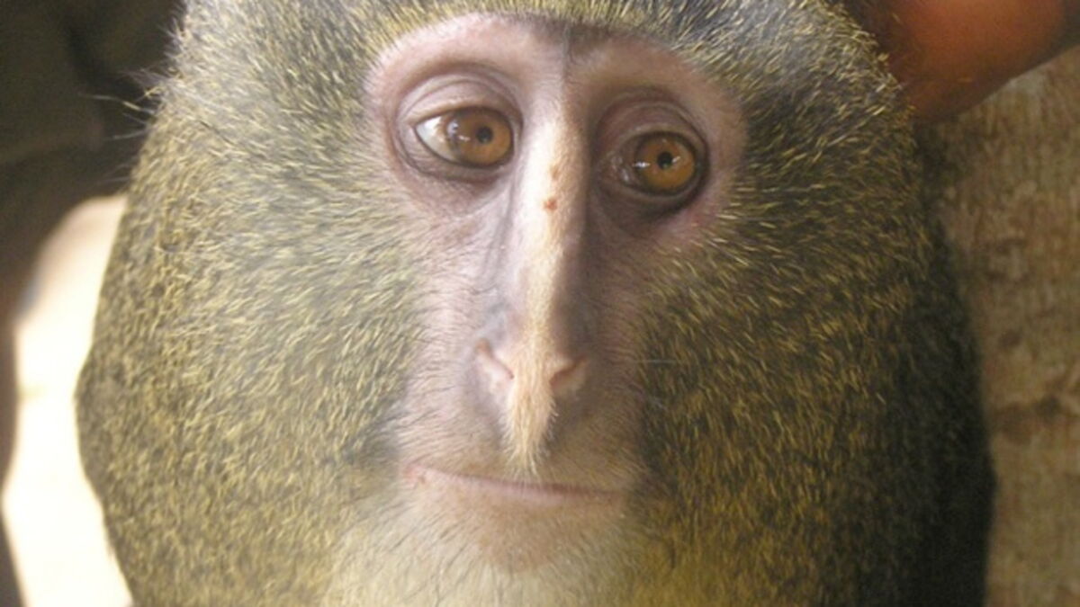 Un singe rarissime filmé pour la première fois en pleine forêt au Congo