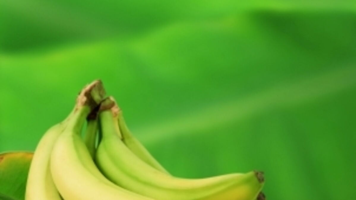 Des bananes OGM pour sauver les cultures d'Ouganda