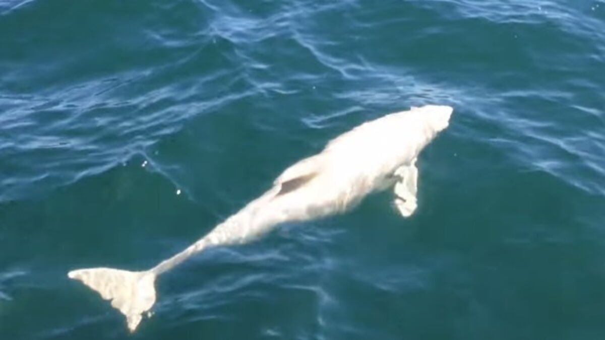 Un marsouin blanc extrêmement rare aperçu au Danemark