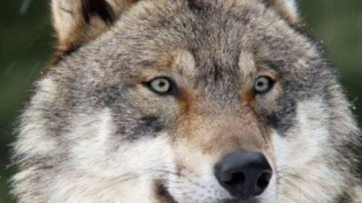Des chercheurs découvrent l'existence d'une espèce de loup gris en Afrique