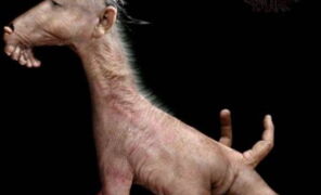 Licorne : quelle est l’origine de cette créature fantastique