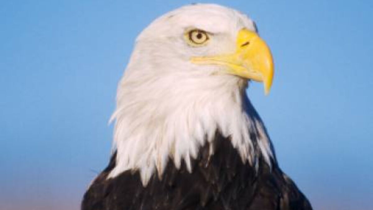 Première : le bec d'un rapace est réparé grâce à de la résine dentaire ...
