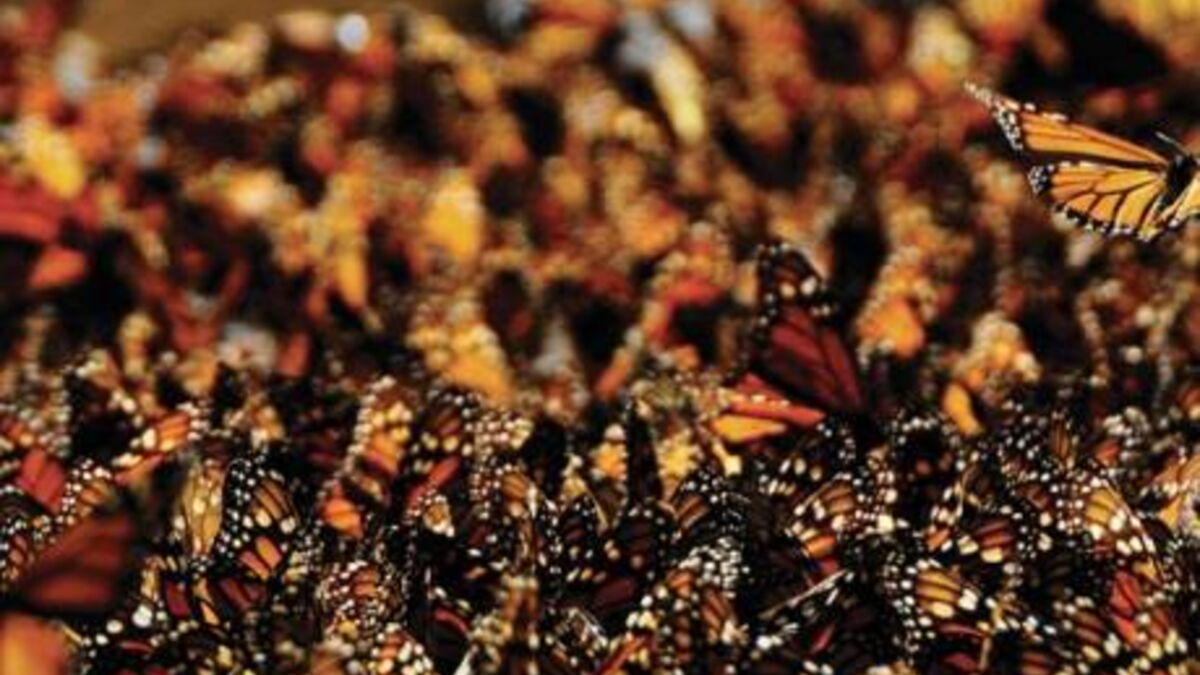 Découvrez en images les grandes migrations suivies par National Geographic