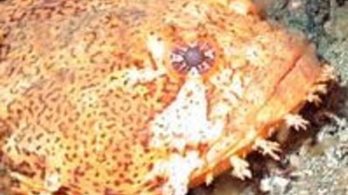 Les poissons font enfin entendre leur voix