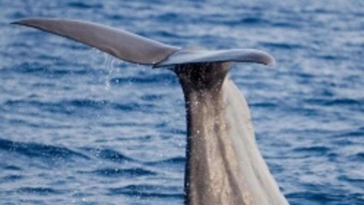 Une baleine meurt échouée en Écosse Une baleine meurt échouée en Écosse