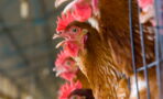 Poule rousse : tout savoir sur la plus célèbre des poules pondeuses